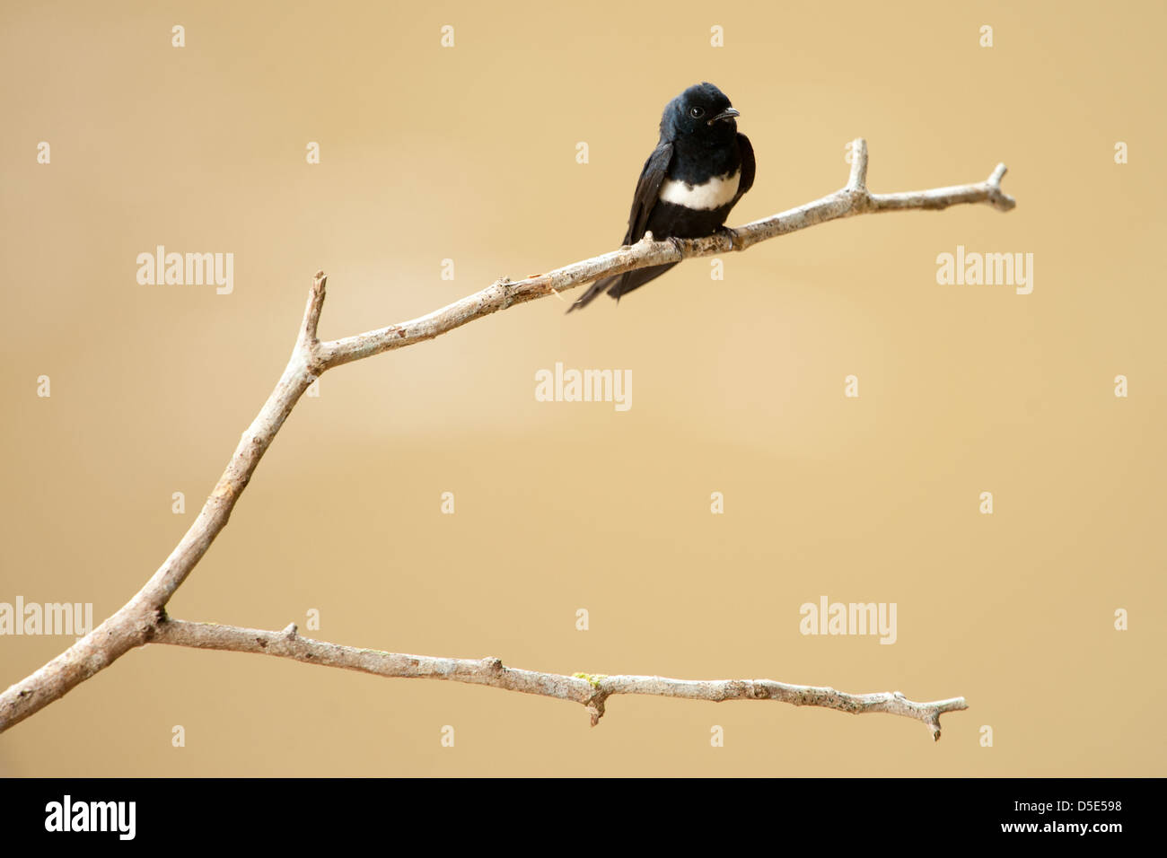Swift birds hi-res stock photography and images - Alamy