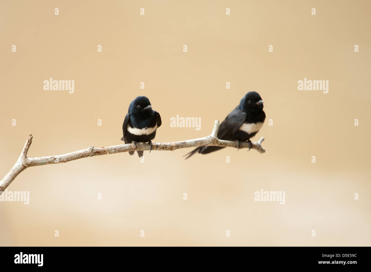 Two swifts hi-res stock photography and images - Alamy