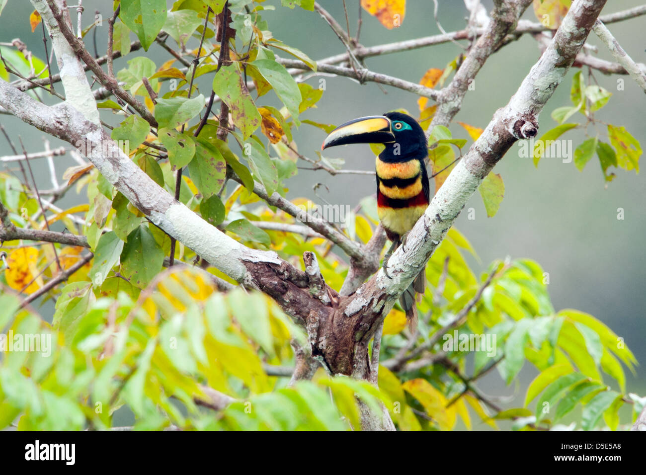 Banded aracari toucan hi-res stock photography and images - Alamy