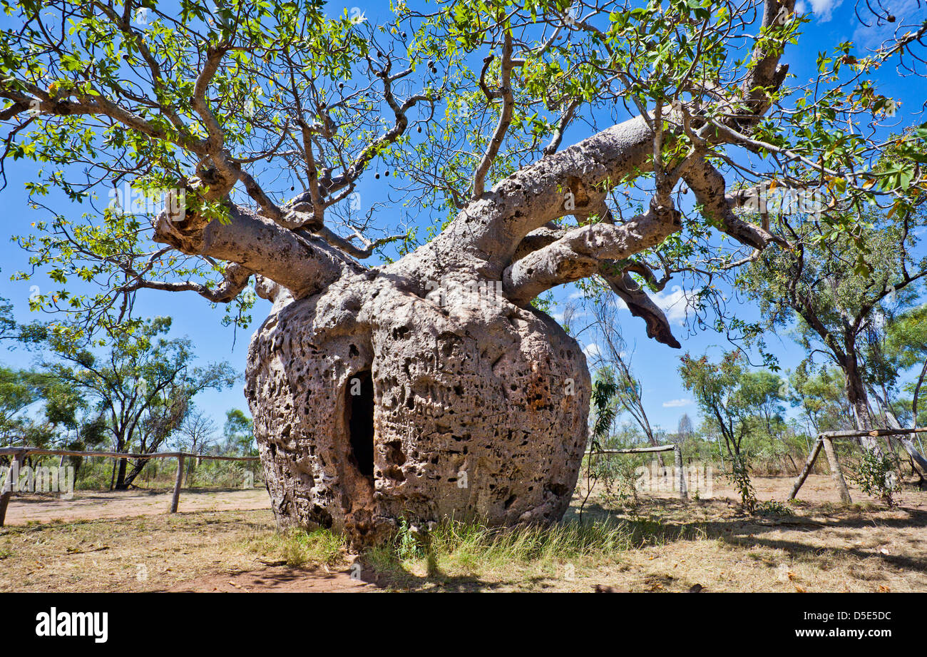 Australia, Western Australia, Derby, Prison Baob Tree Stock Photo - Alamy