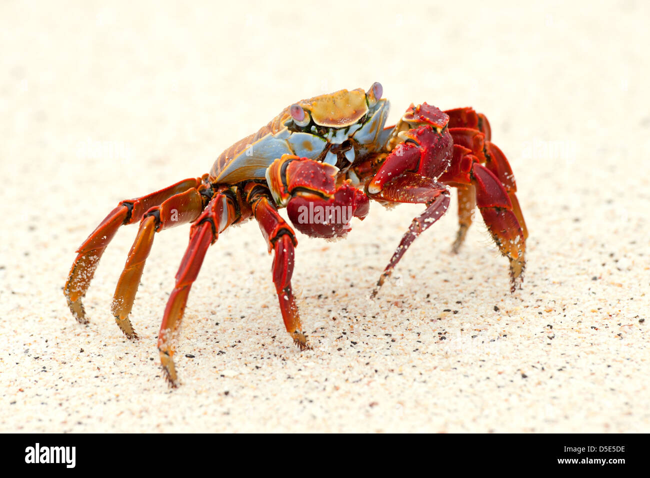 Sally Lightfoot Crab (Grapsus grapsus Stock Photo - Alamy