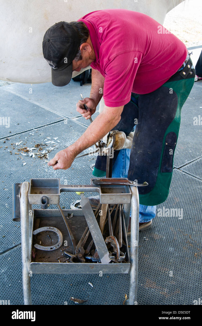 Farrier at work trimming a horse hoof in preparation for placing the ...
