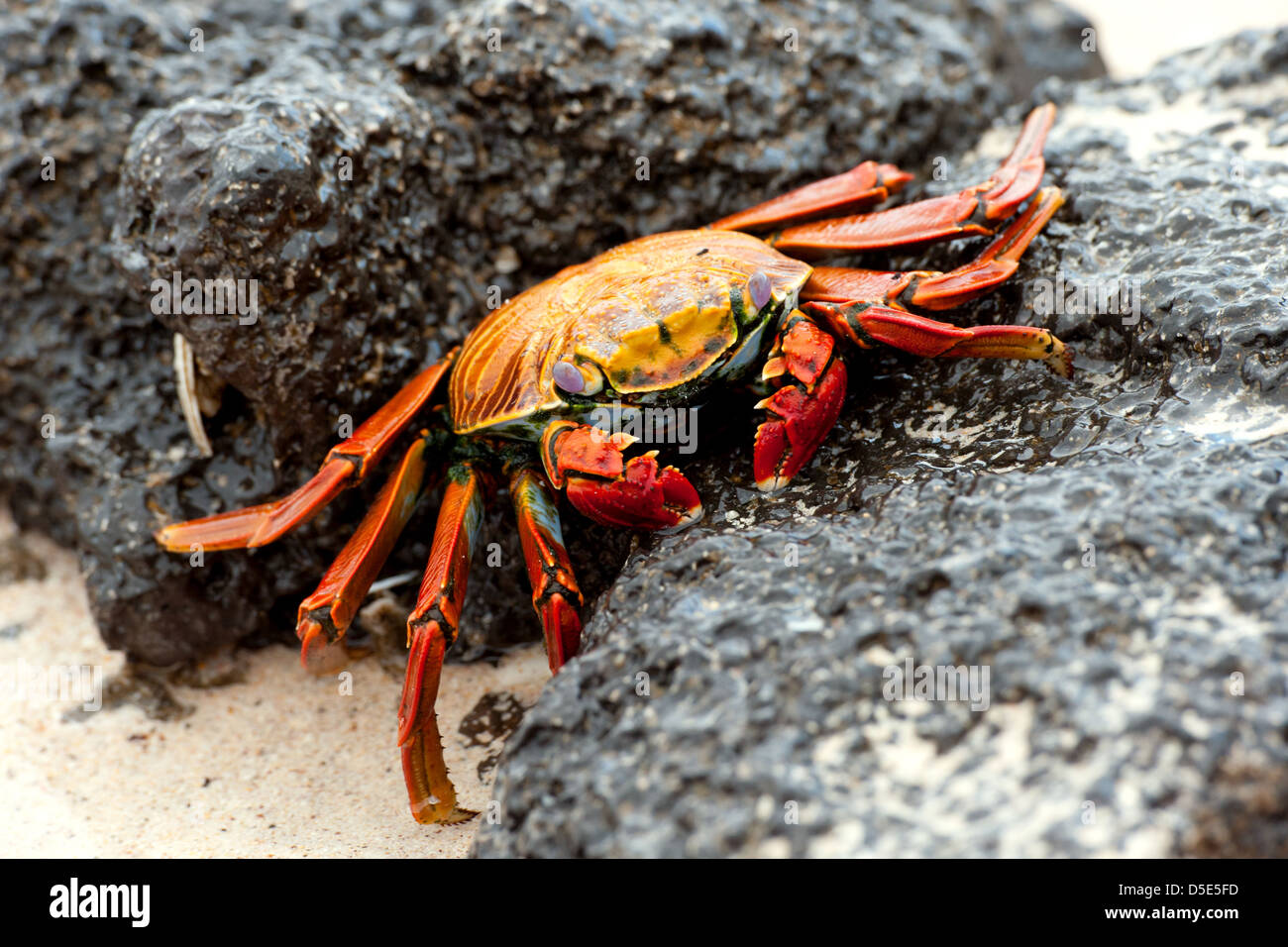 Grapus hi-res stock photography and images - Alamy