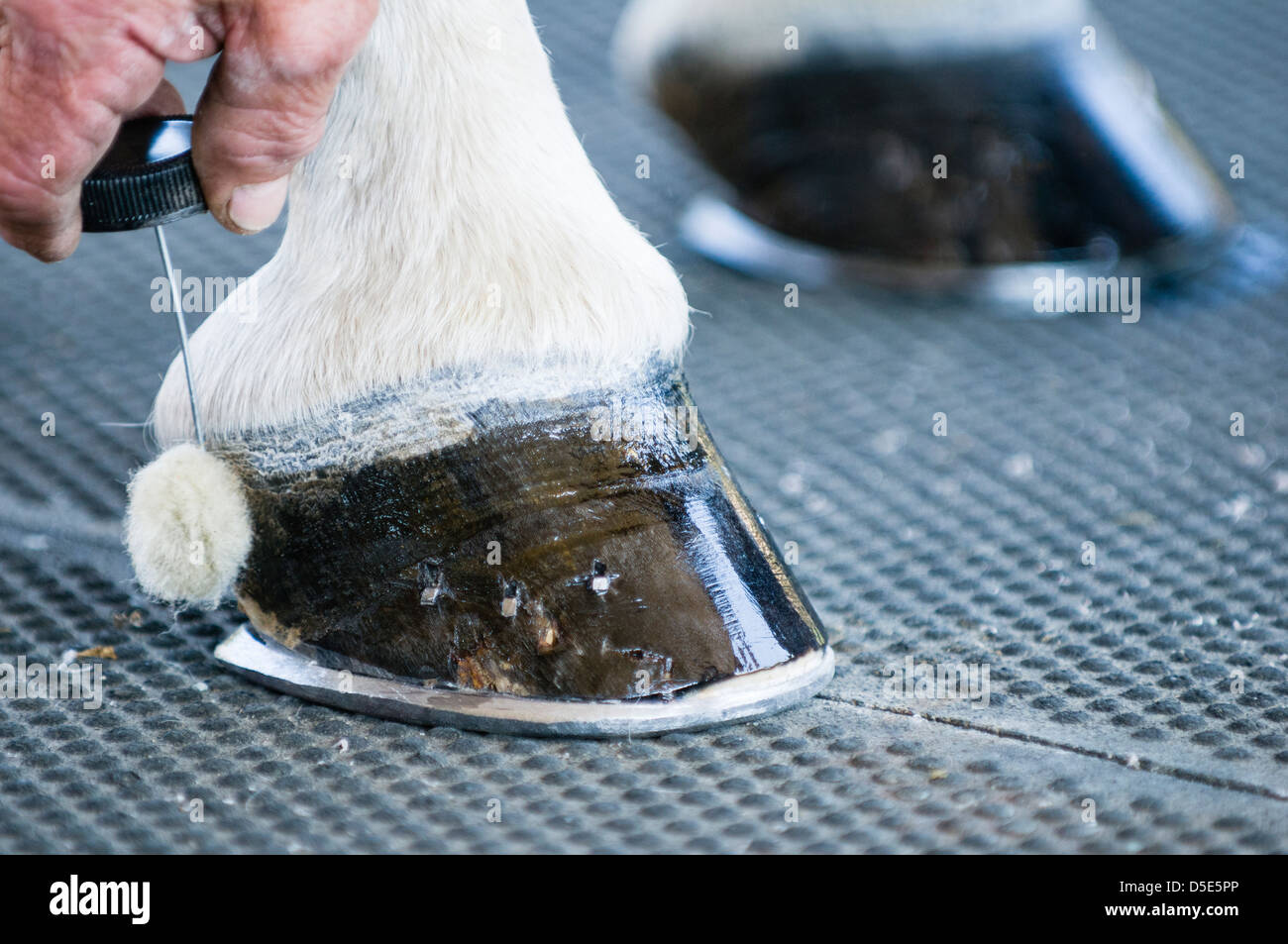 Horse hooves hi-res stock photography and images - Alamy