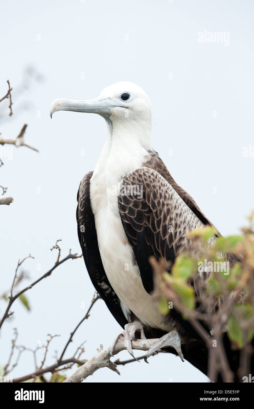 A female Frigate Bird (Fregata Spp Stock Photo - Alamy