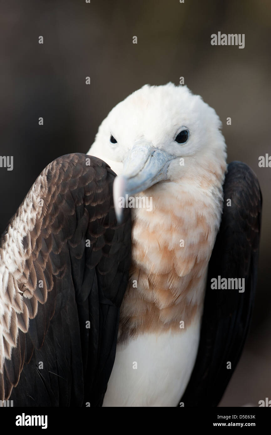 A female Frigate Bird (Fregata Spp Stock Photo - Alamy