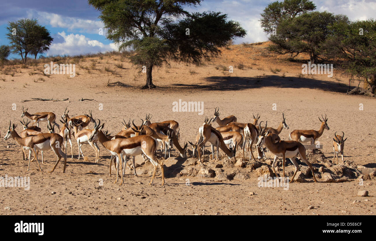 Springbok drinking waterhole hi-res stock photography and images - Alamy