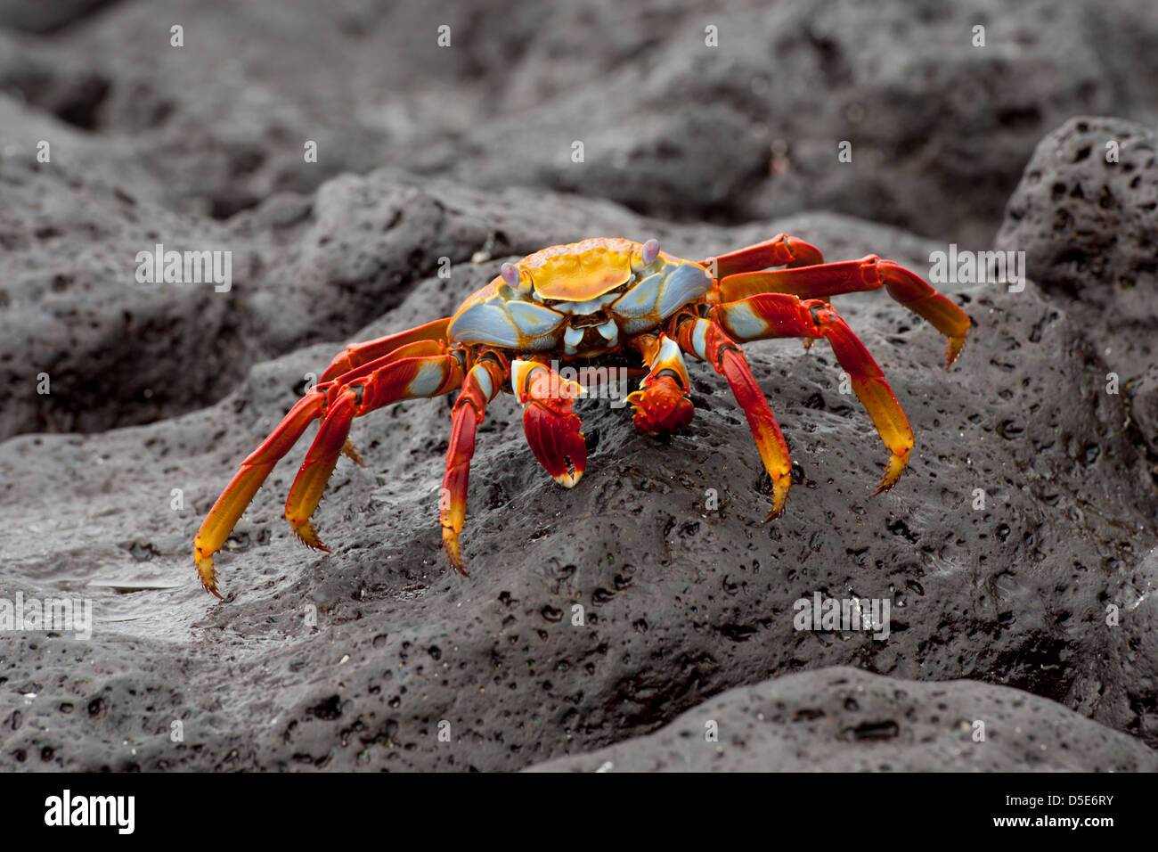 Sally Lightfoot Crab (Grapsus grapsus Stock Photo - Alamy