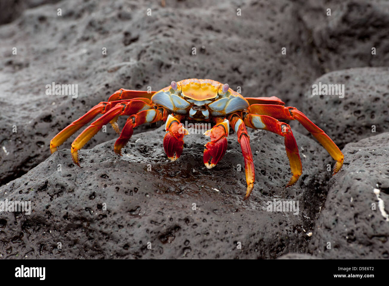 Sally light foot crab hi-res stock photography and images - Alamy