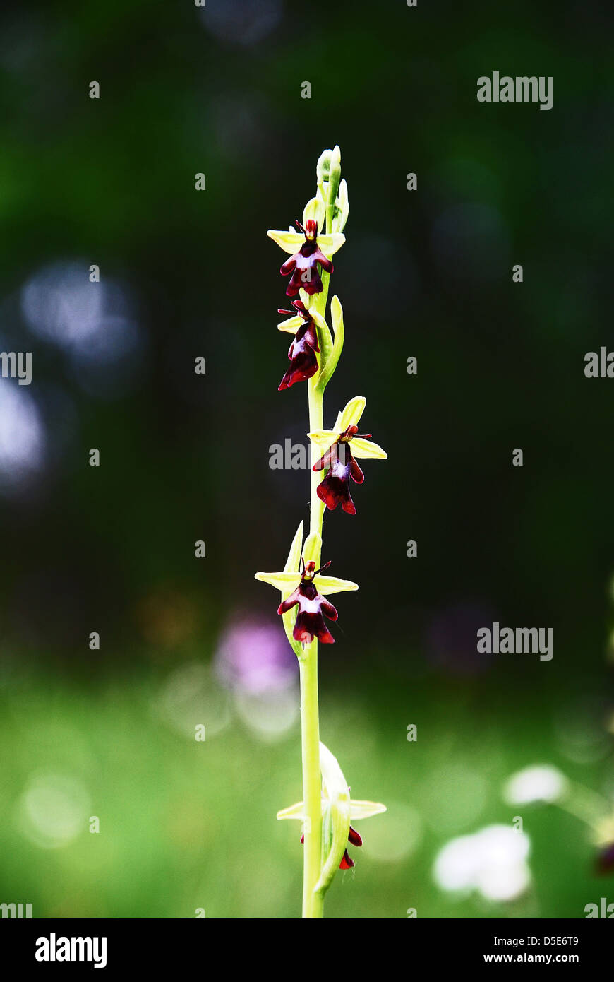 Looking like a fly Stock Photo - Alamy