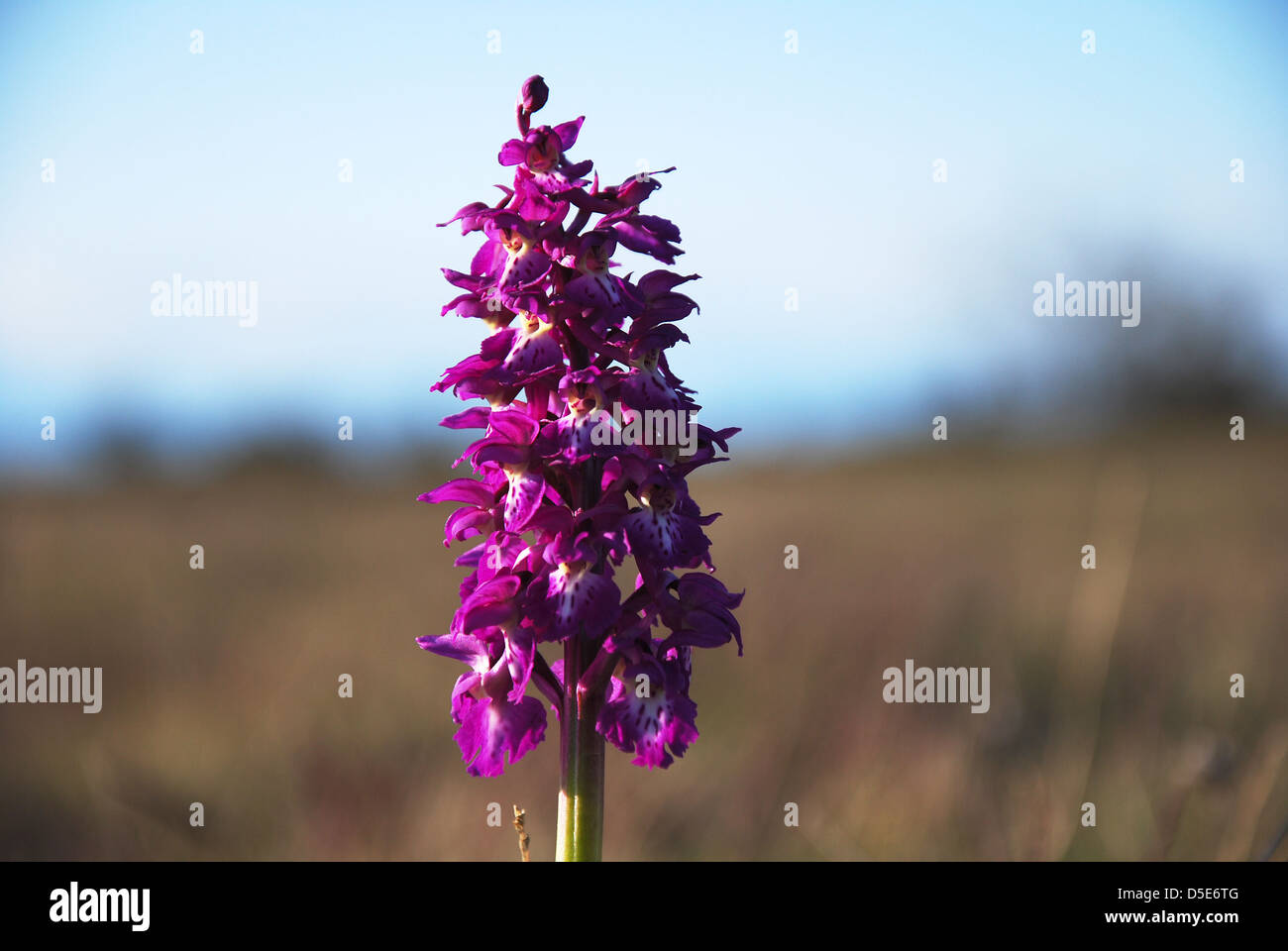 Single shiny flower in focus Stock Photo - Alamy