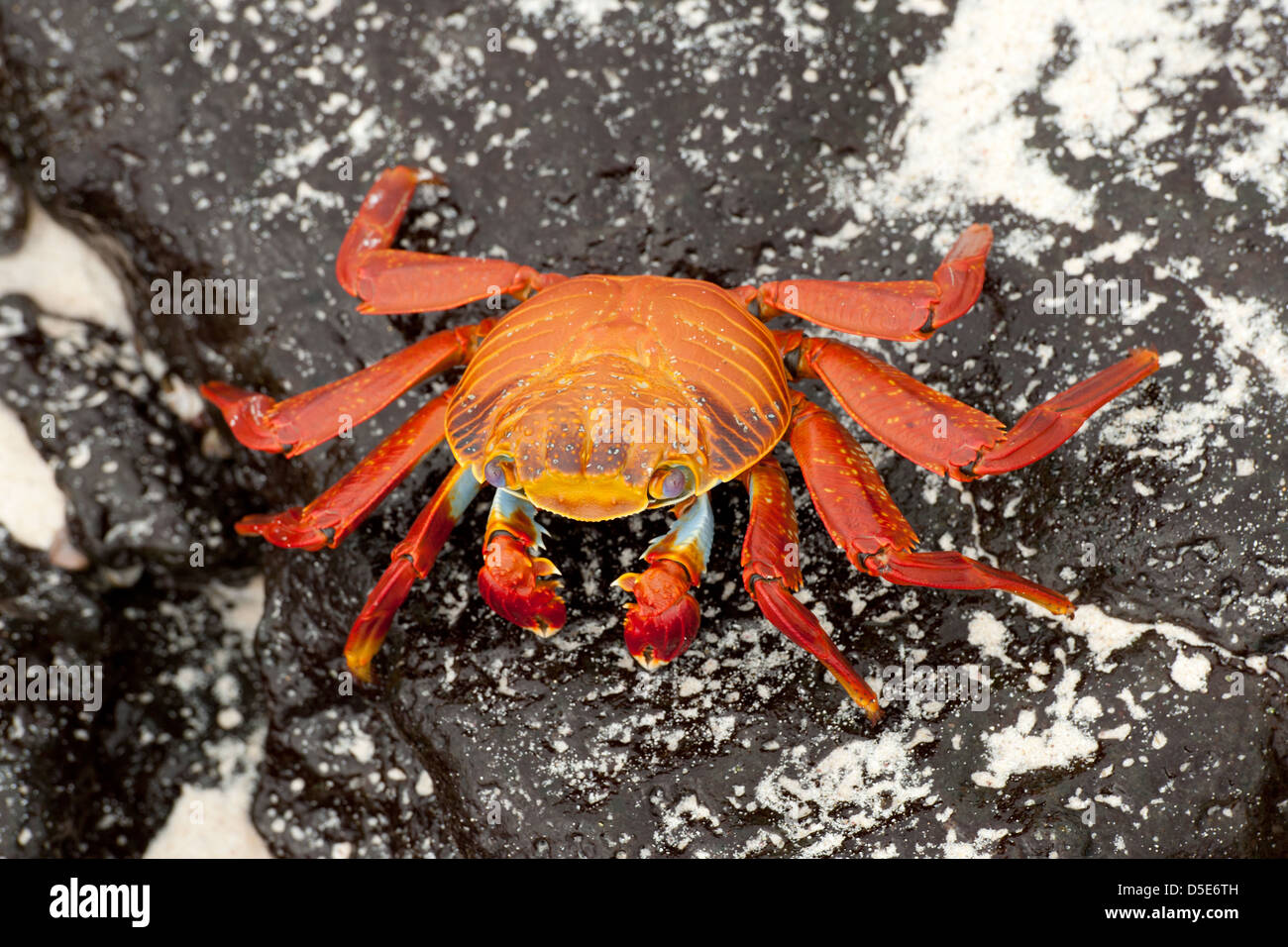 Grapus hi-res stock photography and images - Alamy
