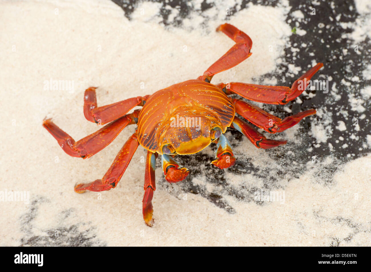 Sally Lightfoot Crab (Grapsus grapsus Stock Photo - Alamy