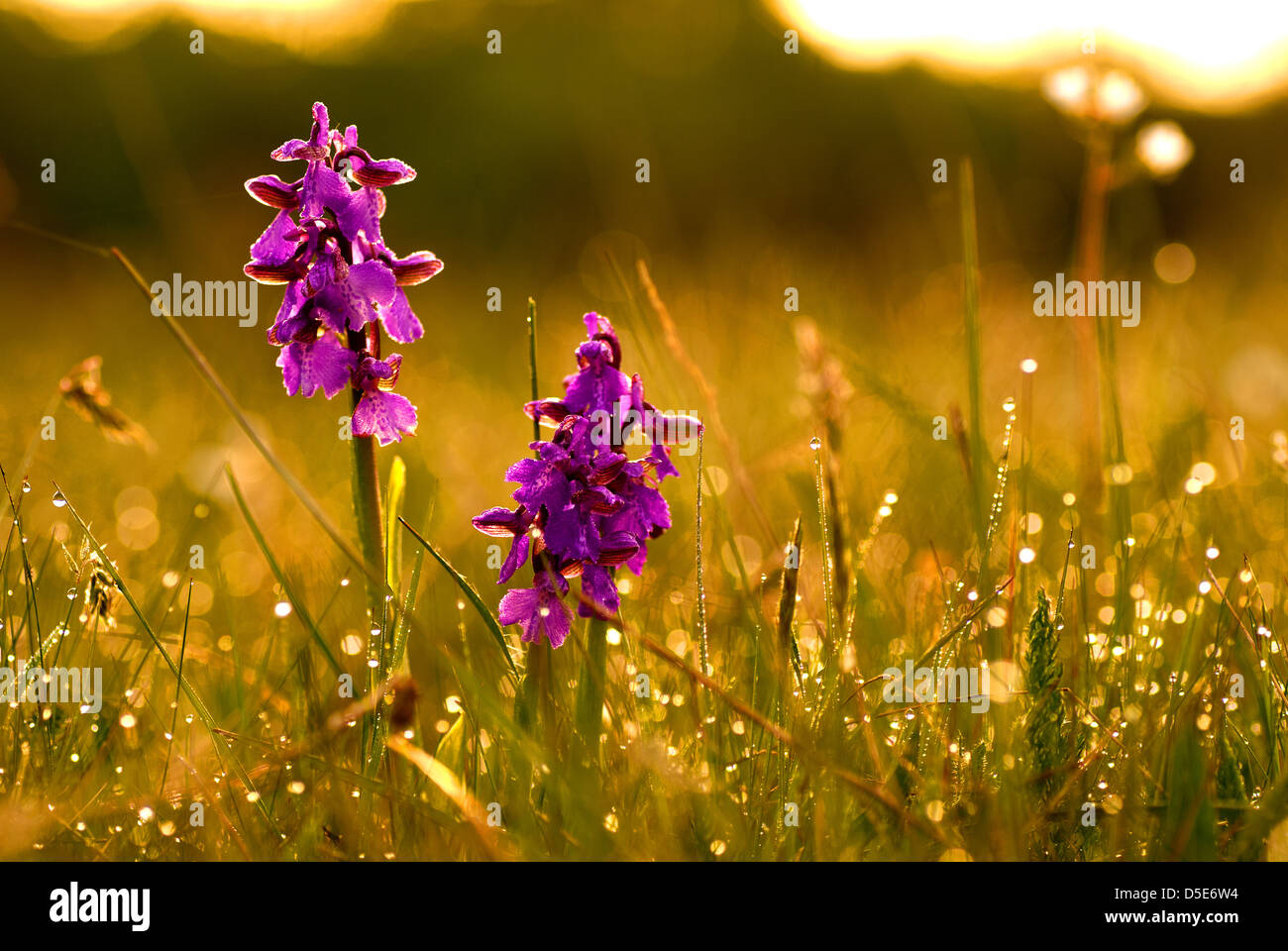 Summersymbol hi-res stock photography and images - Alamy