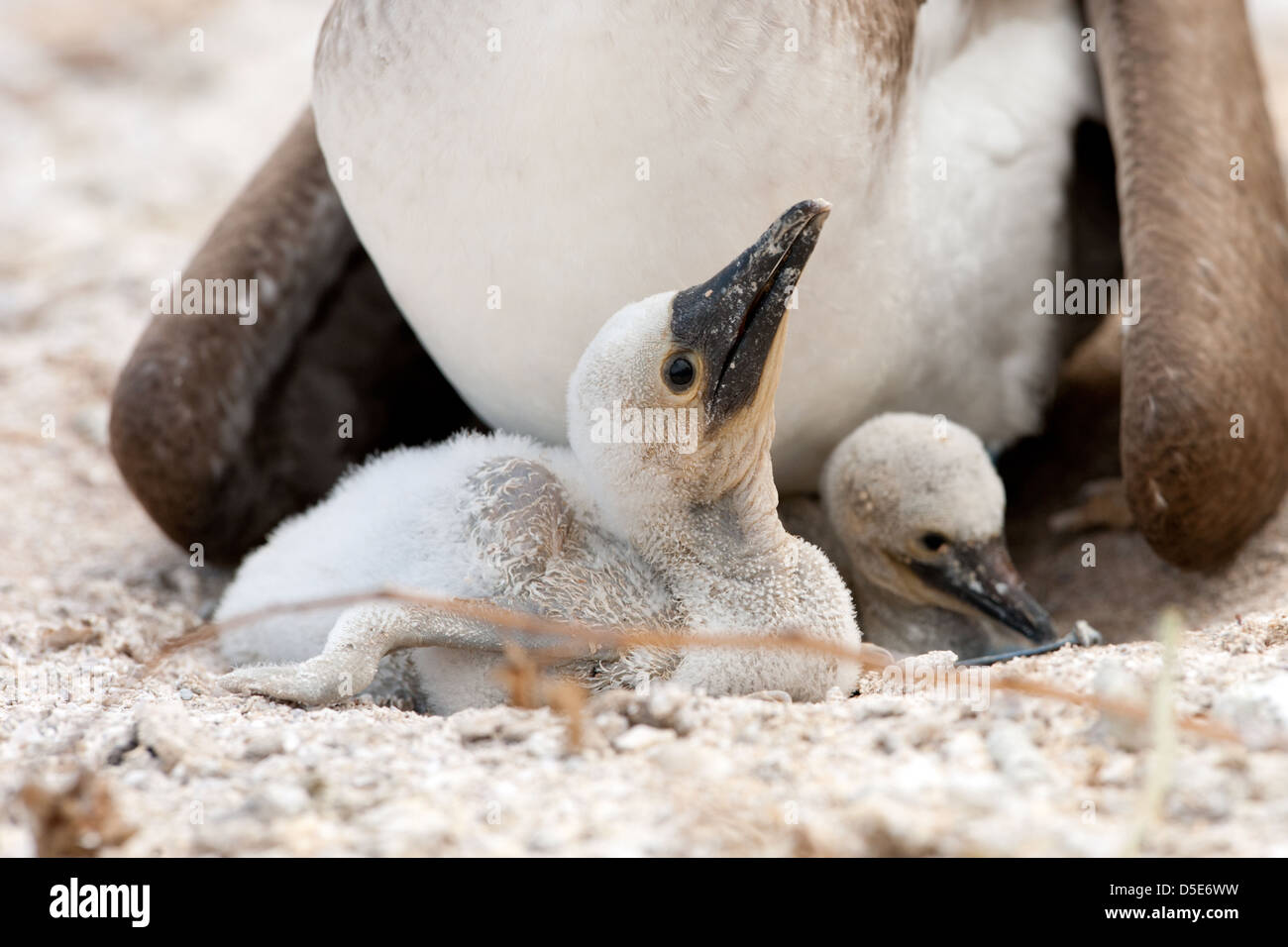 Blue footed booby chick hi-res stock photography and images - Alamy