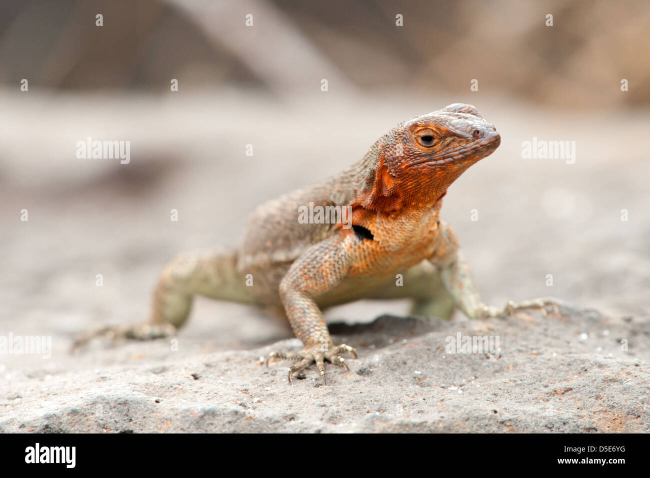 A Lava Lizard (Microlophus spp) on a rock Stock Photo - Alamy