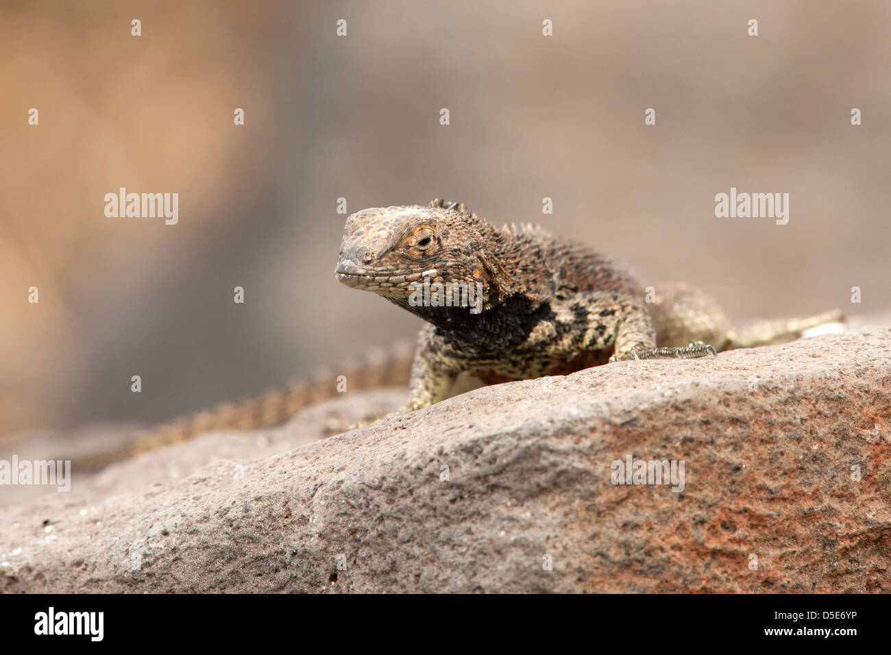 A Lava Lizard (Microlophus spp) on a rock Stock Photo - Alamy