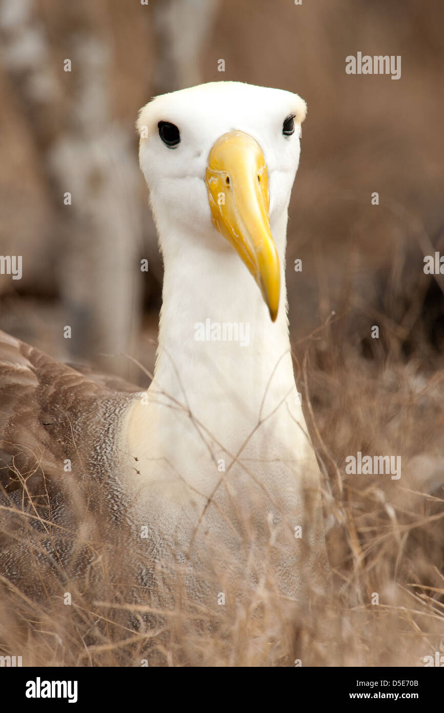 Albatross head hi-res stock photography and images - Alamy