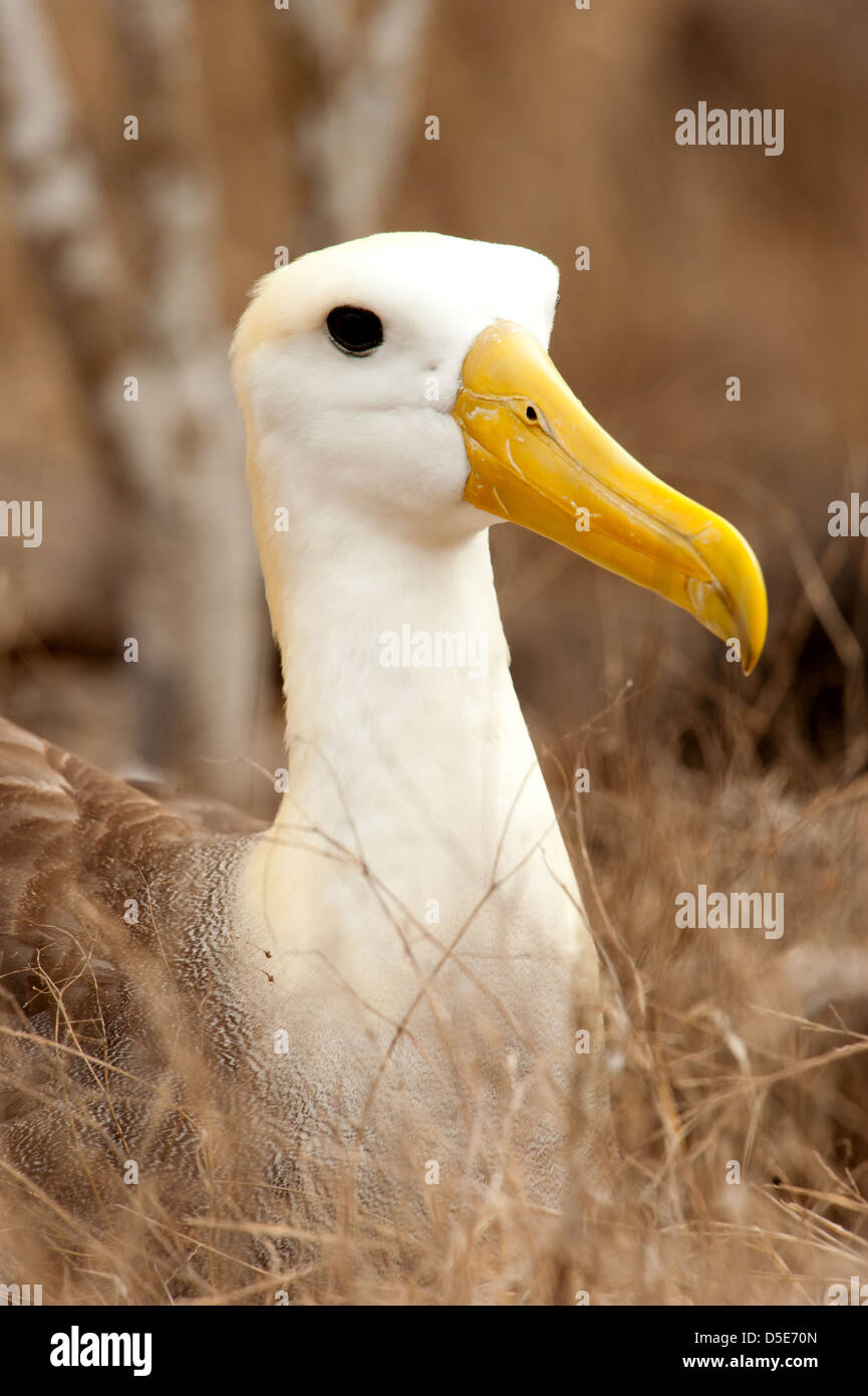A Waved Albatross portrait (Phoebastria irrorata Stock Photo - Alamy