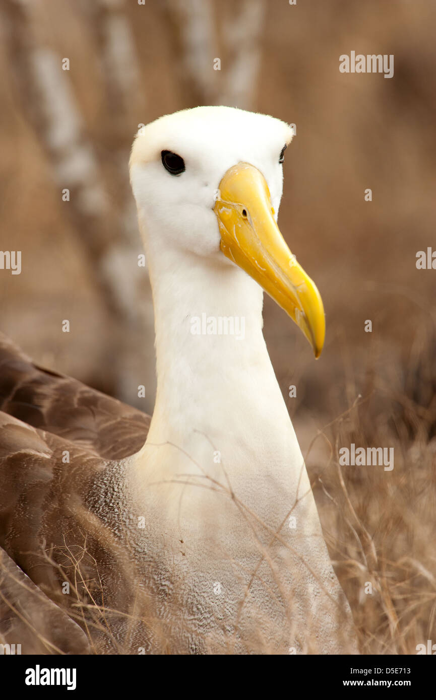 A Waved Albatross portrait (Phoebastria irrorata Stock Photo - Alamy