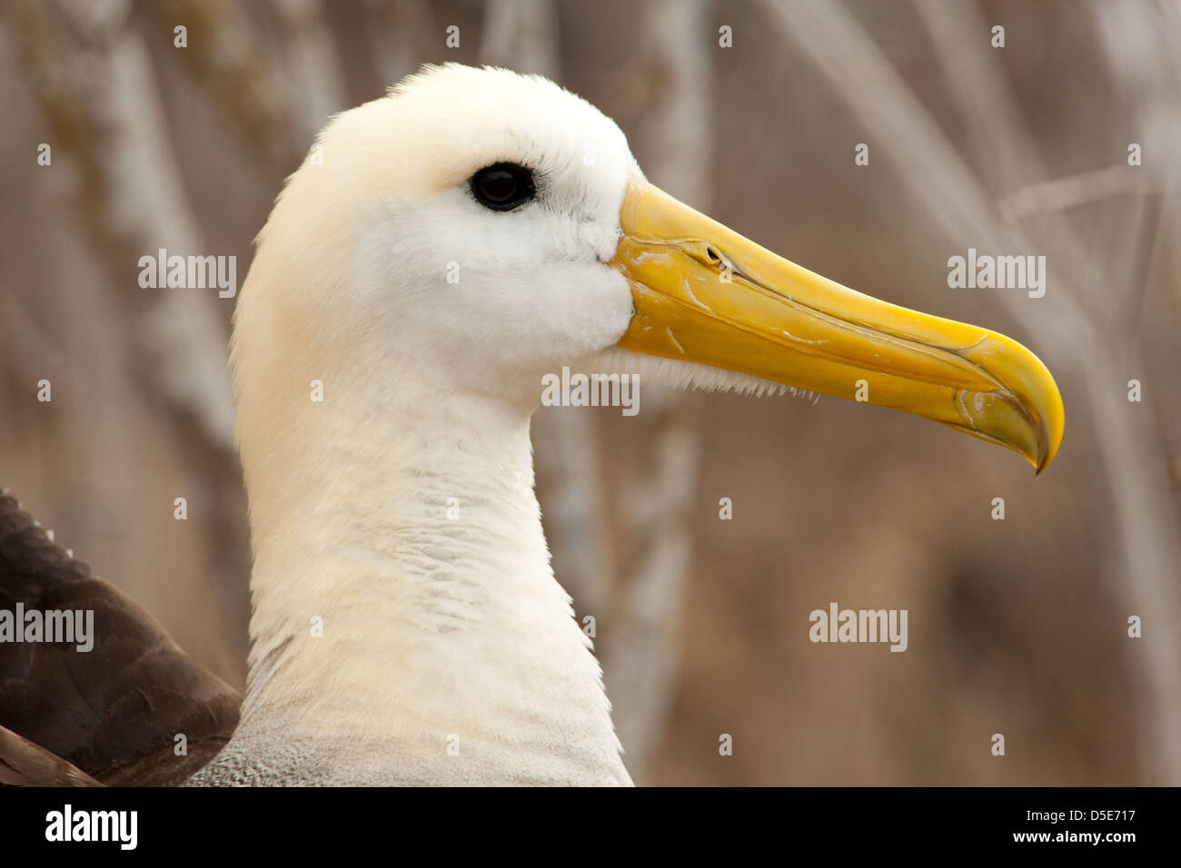 Albatross head hi-res stock photography and images - Alamy