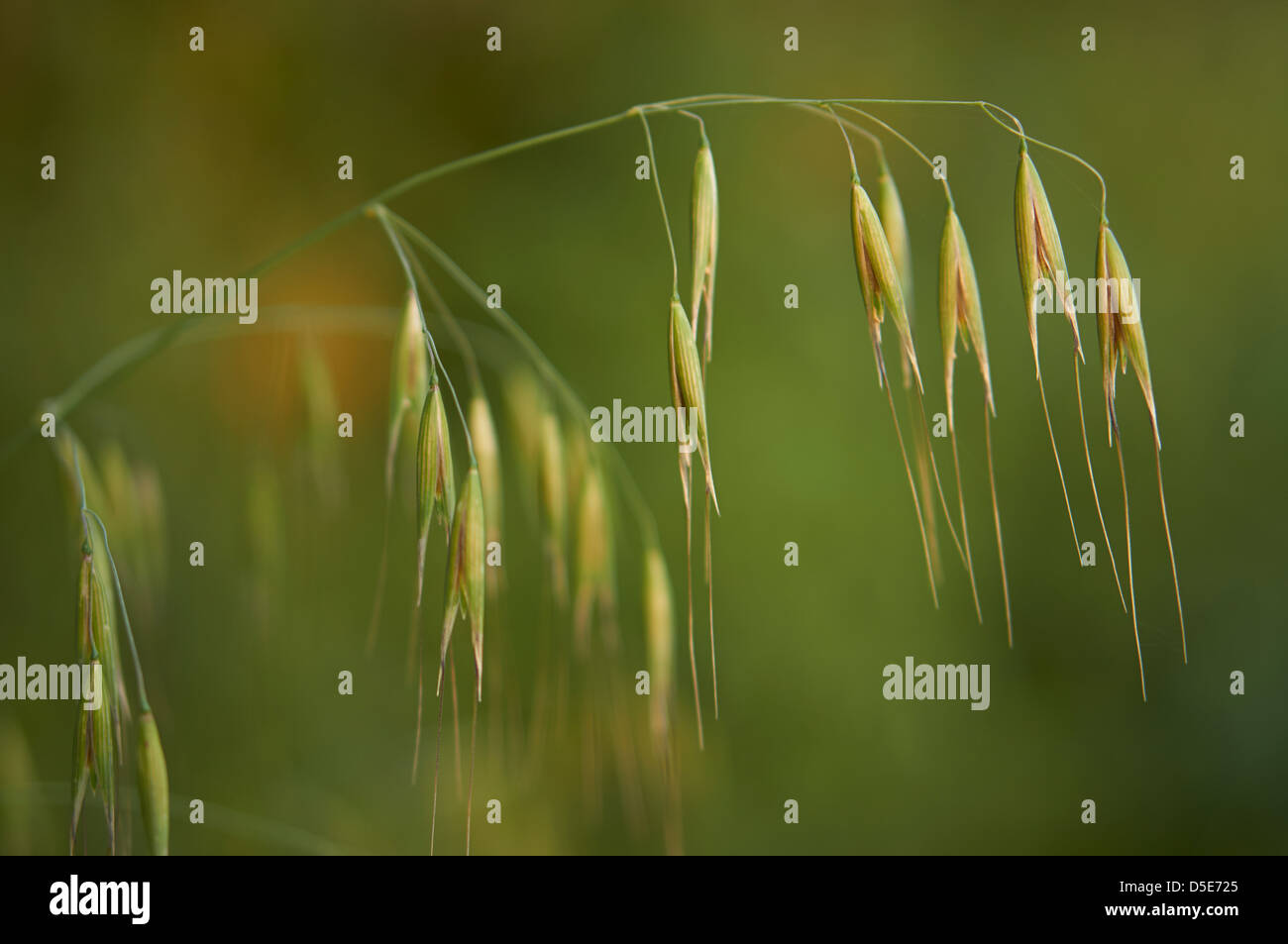 Oat branch on green background Stock Photo - Alamy