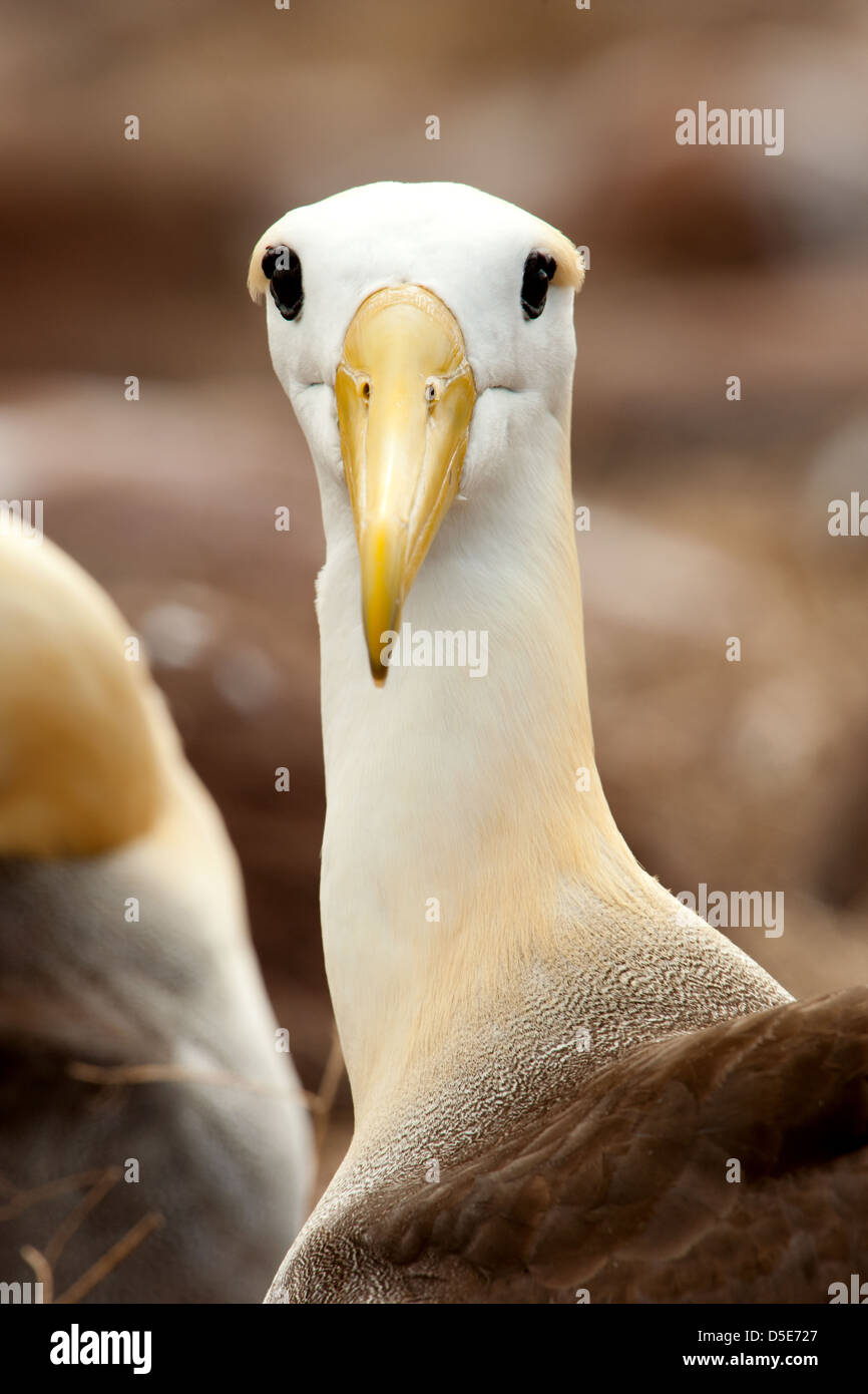 A Waved Albatross portrait (Phoebastria irrorata Stock Photo - Alamy