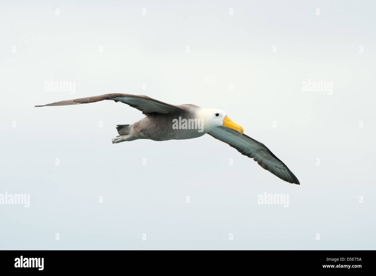 A Waved Albatross flying (Phoebastria irrorata Stock Photo - Alamy