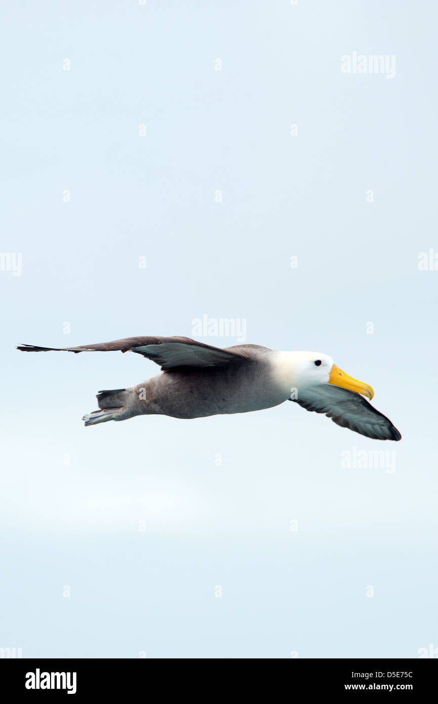 Albatross flapping wings hi-res stock photography and images - Alamy