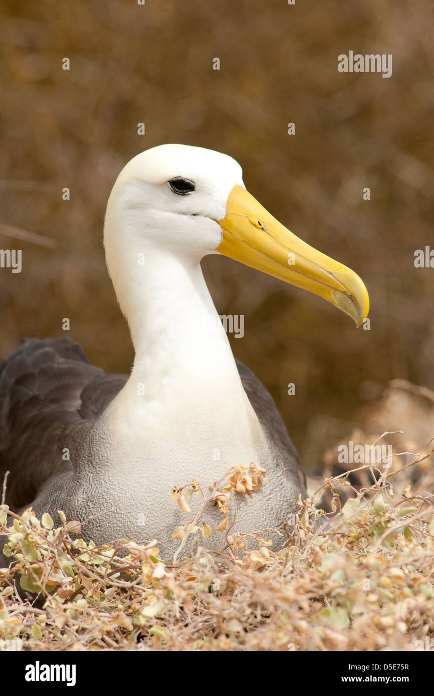 Albatross head hi-res stock photography and images - Alamy