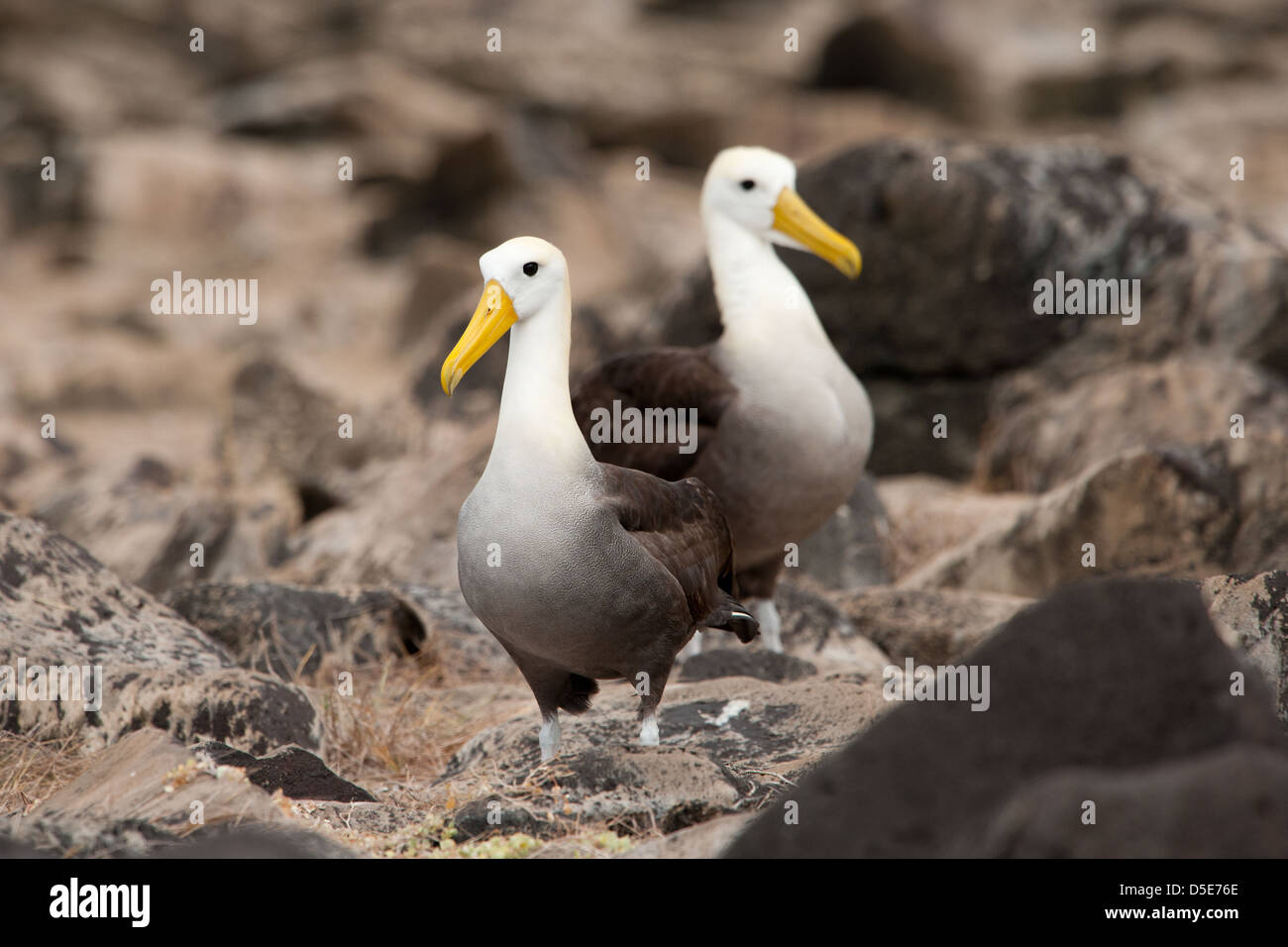 2 Waved Albatross (Phoebastria irrorata Stock Photo - Alamy