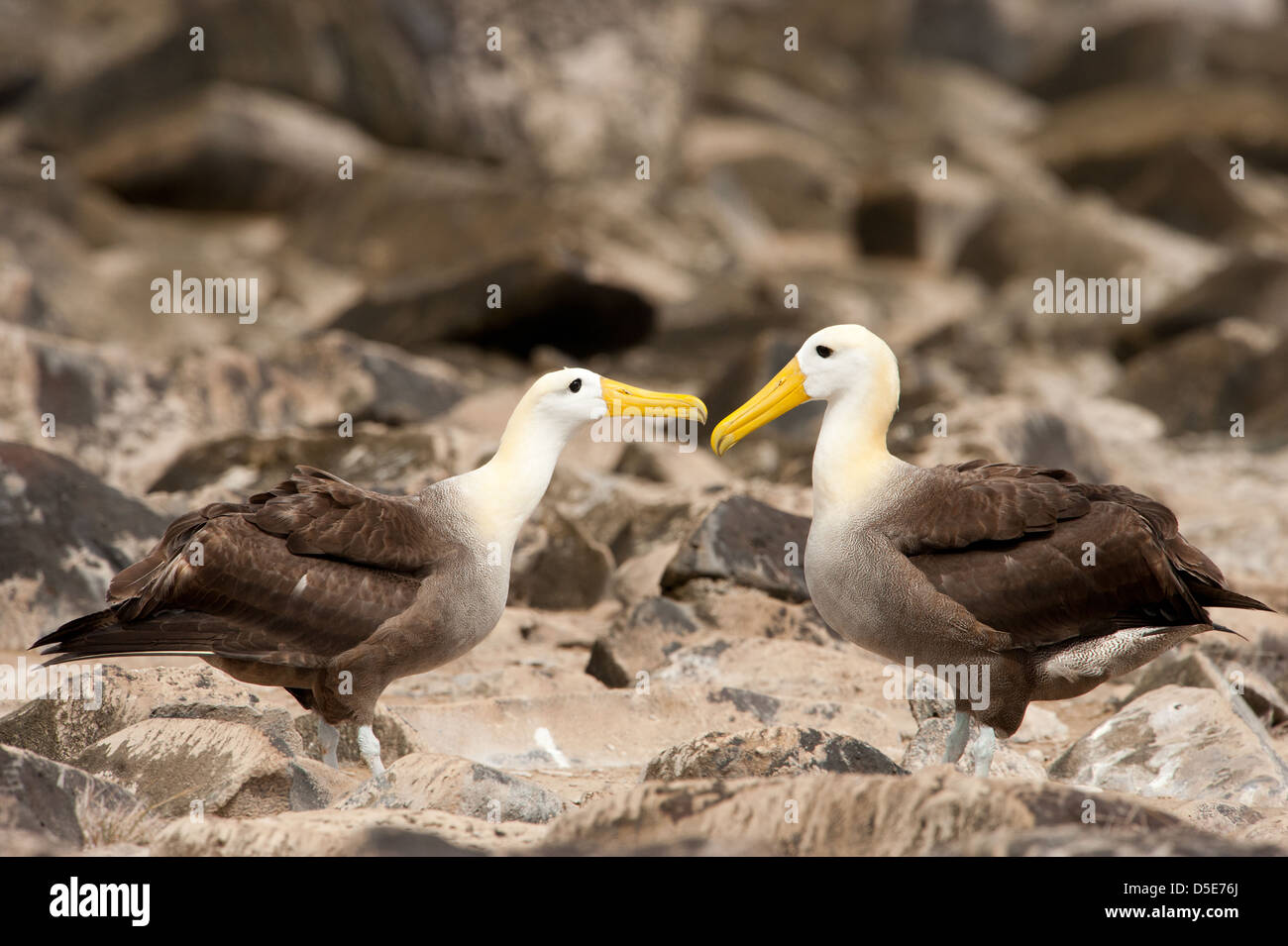 Two birds mating hi-res stock photography and images - Alamy