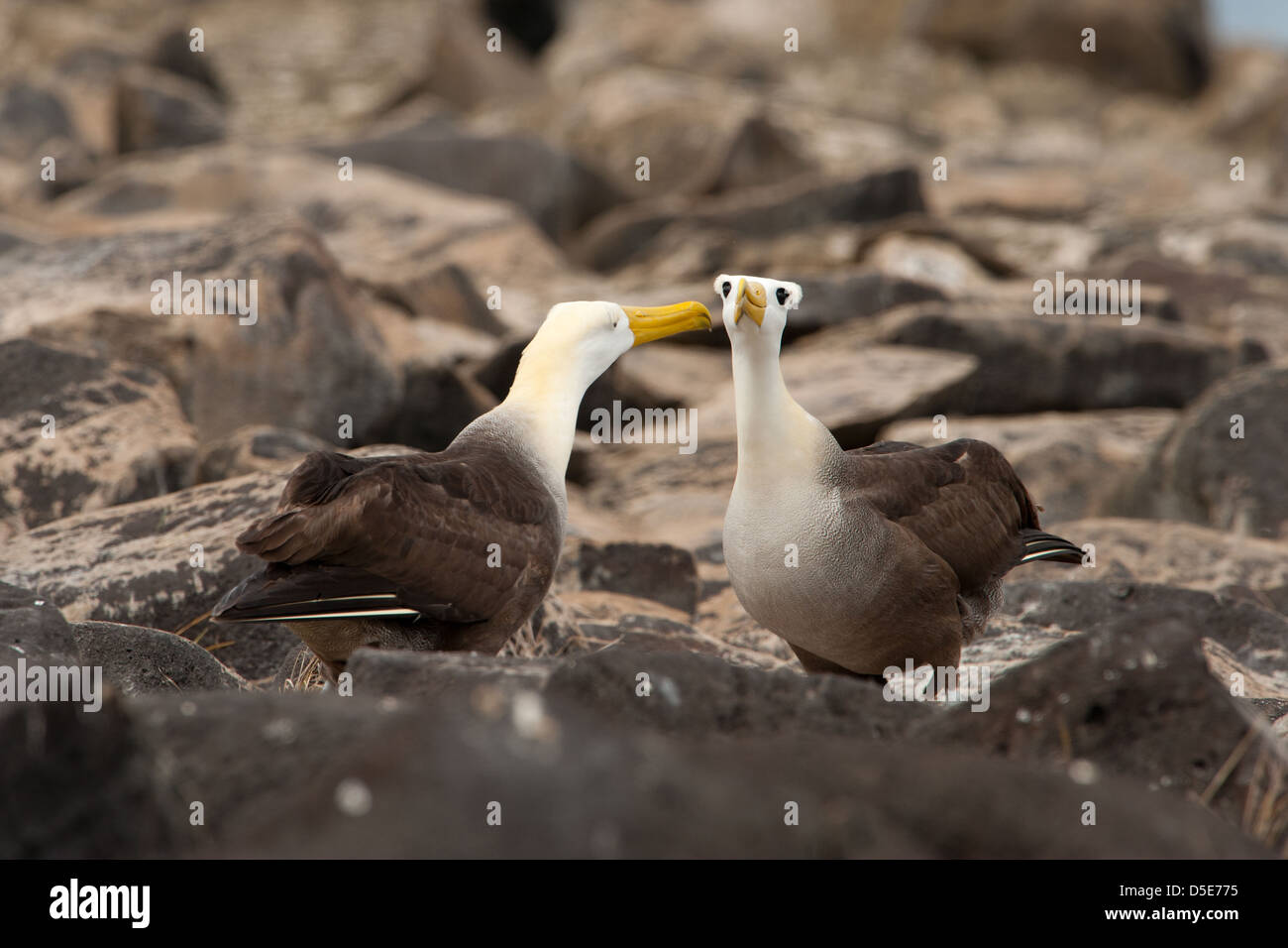 2 Waved Albatross perform a mating display to one another (Phoebastria ...