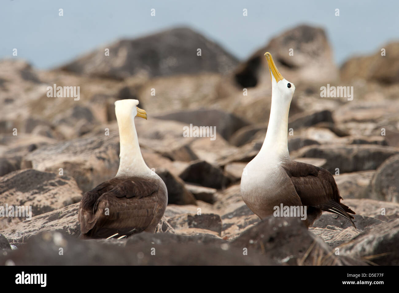 Two birds mating hi-res stock photography and images - Alamy