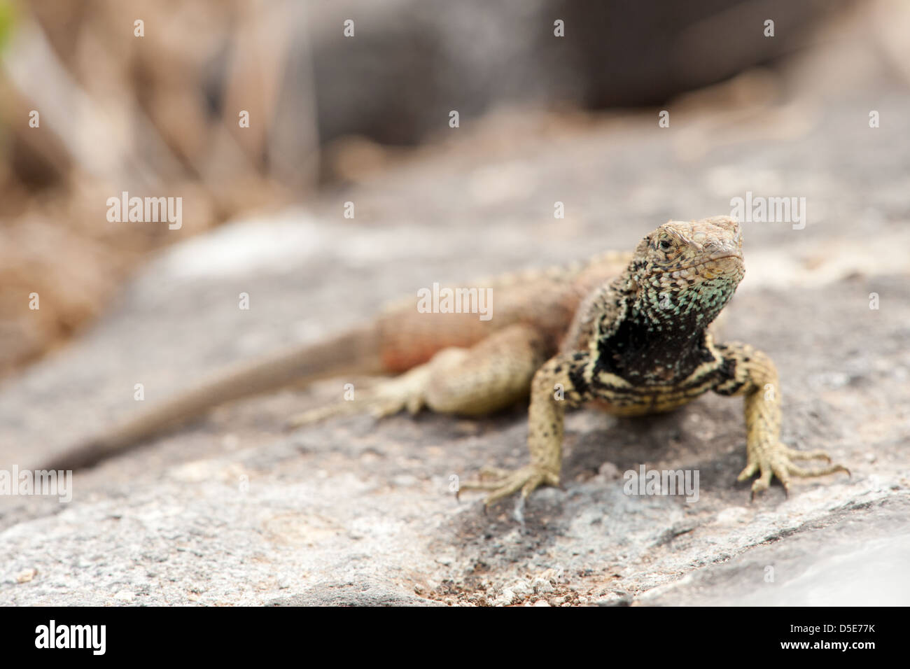 A Lava Lizard on a rock (Microlophus spp Stock Photo - Alamy