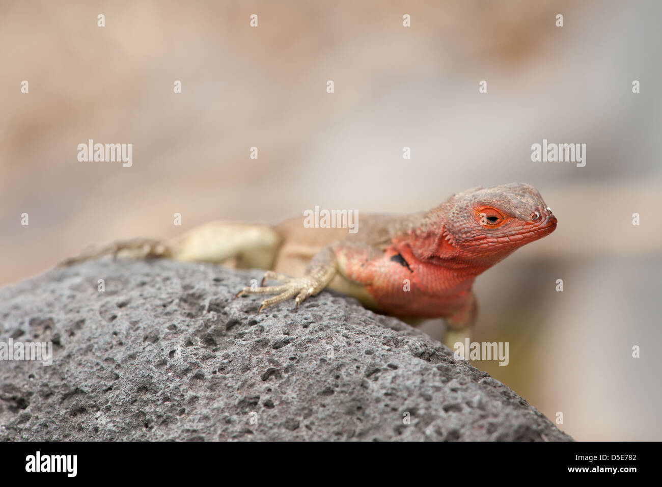 Albemarle lava lizards hi-res stock photography and images - Alamy