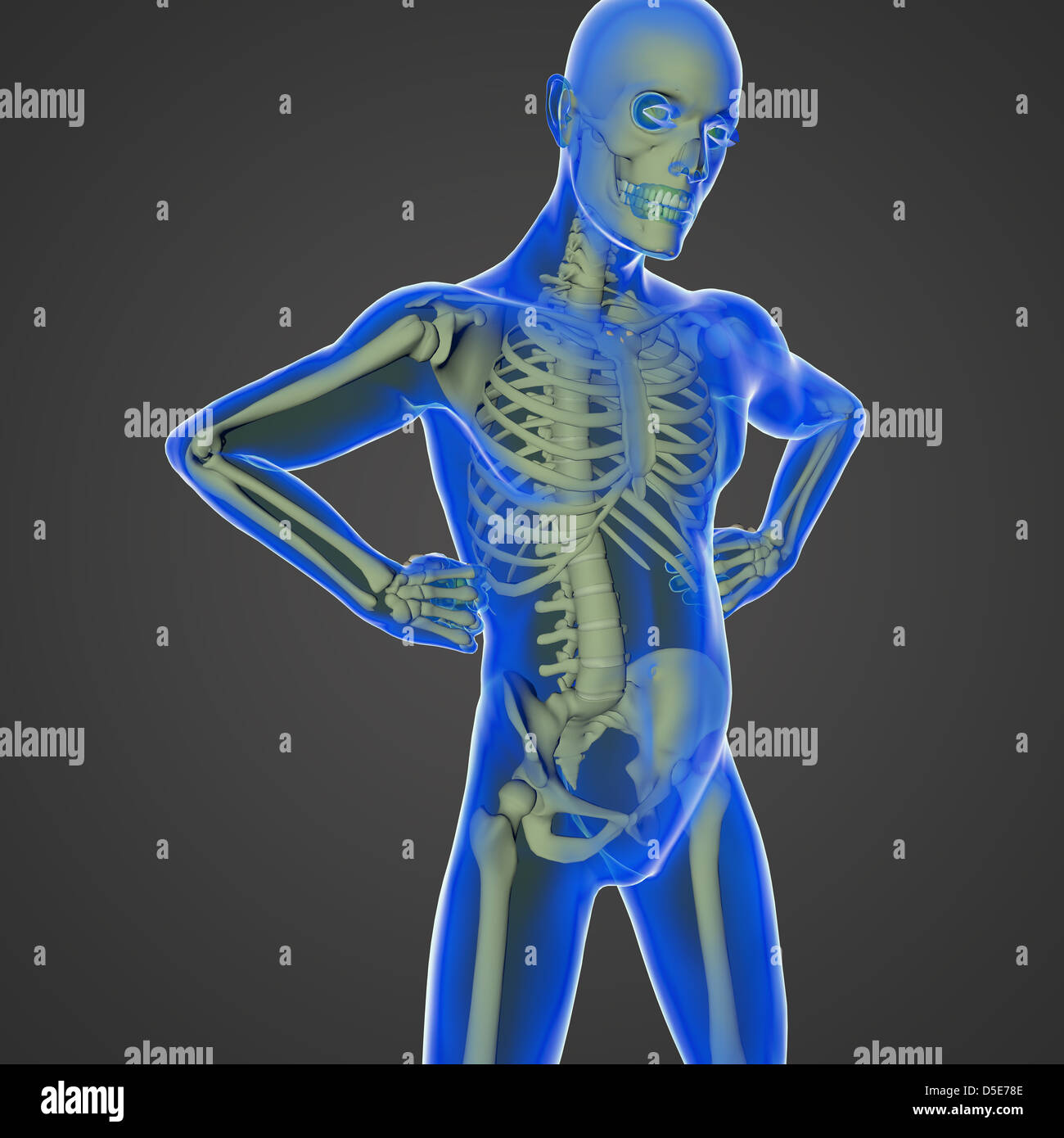 Transparent human body internal organs hi-res stock photography and ...