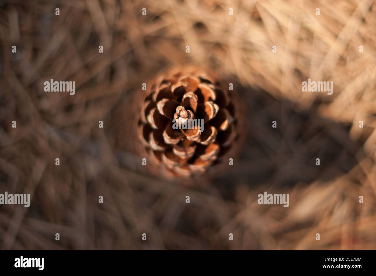 A Pine tree cone (Pinus spp) lying on the forest floor Stock Photo - Alamy