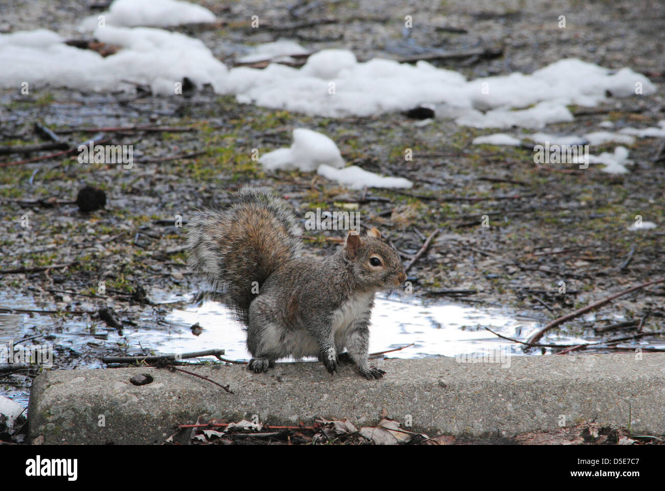 Wet squelch leaves hi-res stock photography and images - Alamy