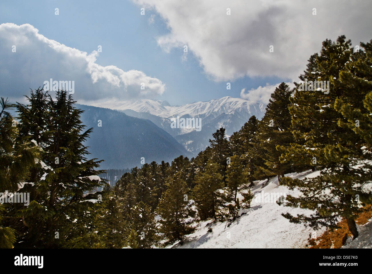 Trees on a snow covered mountain, Kashmir, Jammu And Kashmir, India ...