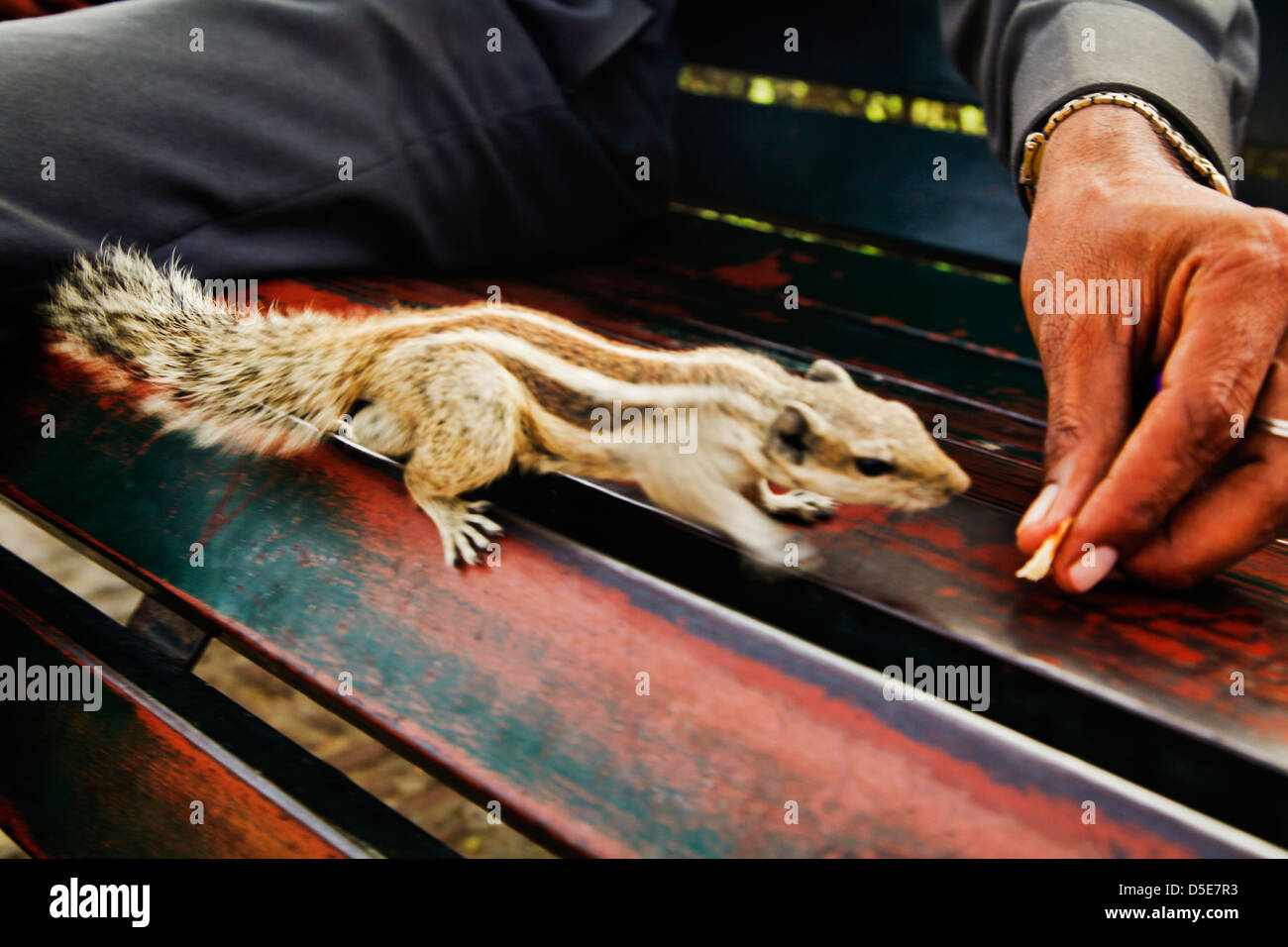 Squirrel suit hi-res stock photography and images - Alamy