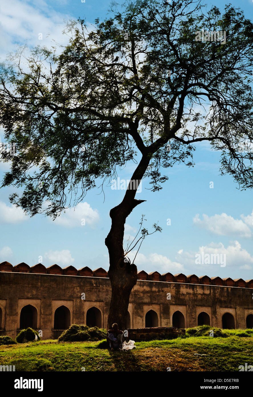 Man sitting under a tree at Agra Fort, Agra, Uttar Pradesh, India Stock ...