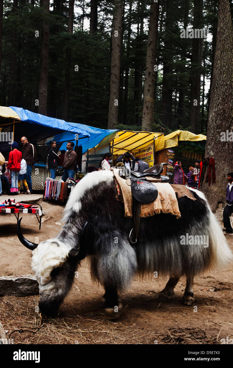 Yak grazing with tourists shopping in the street market, Manali ...