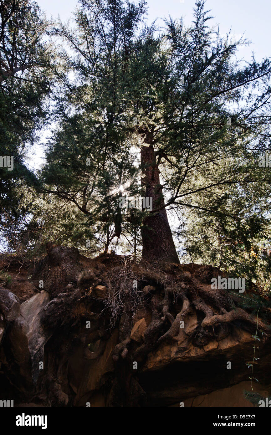 Low angle view of a tree in a forest, Manali, Himachal Pradesh, India ...