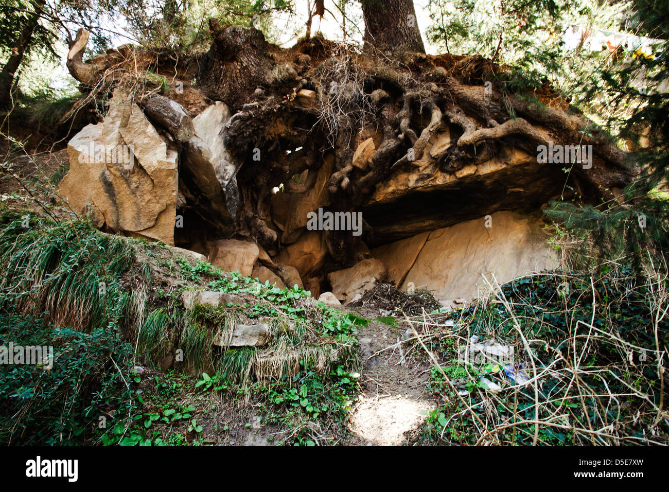 Low angle view of roots of a tree, Manali, Himachal Pradesh, India ...