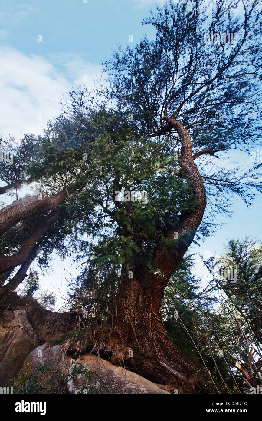 Low angle view of a tree in a forest, Manali, Himachal Pradesh, India ...