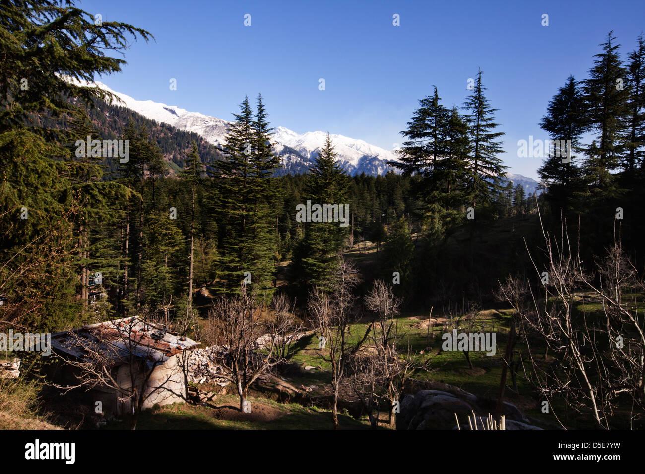 Trees in a forest with mountains in the background, Manali, Himachal ...