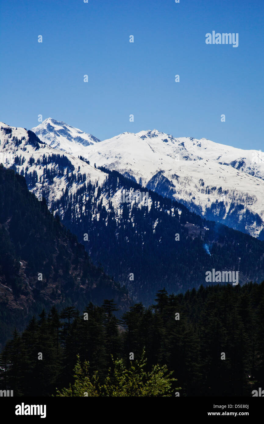 Forest with snow covered mountains in the background, Manali, Himachal ...
