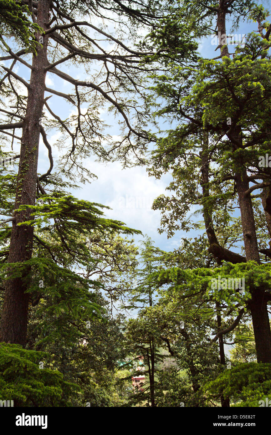 Trees in a forest, Shimla, Himachal Pradesh, India Stock Photo - Alamy