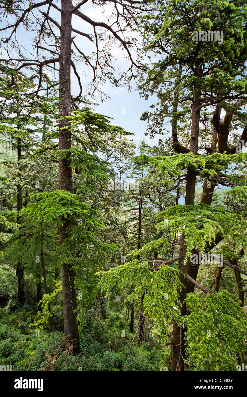Trees in a forest, Shimla, Himachal Pradesh, India Stock Photo - Alamy